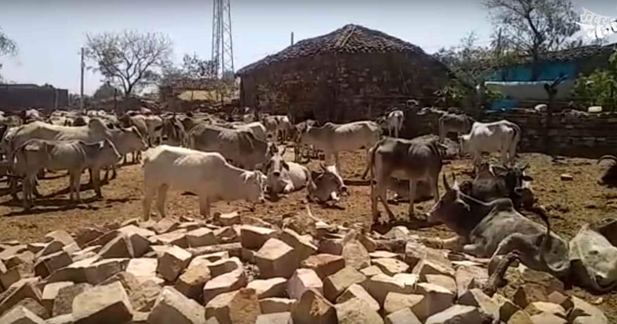 Madhya Pradesh to introduce amendment to cow slaughter prevention law ...