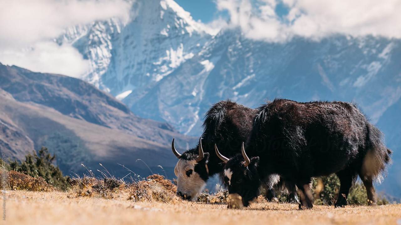 Three hundred Himalayan yaks starve to death from unsually cold winter ...