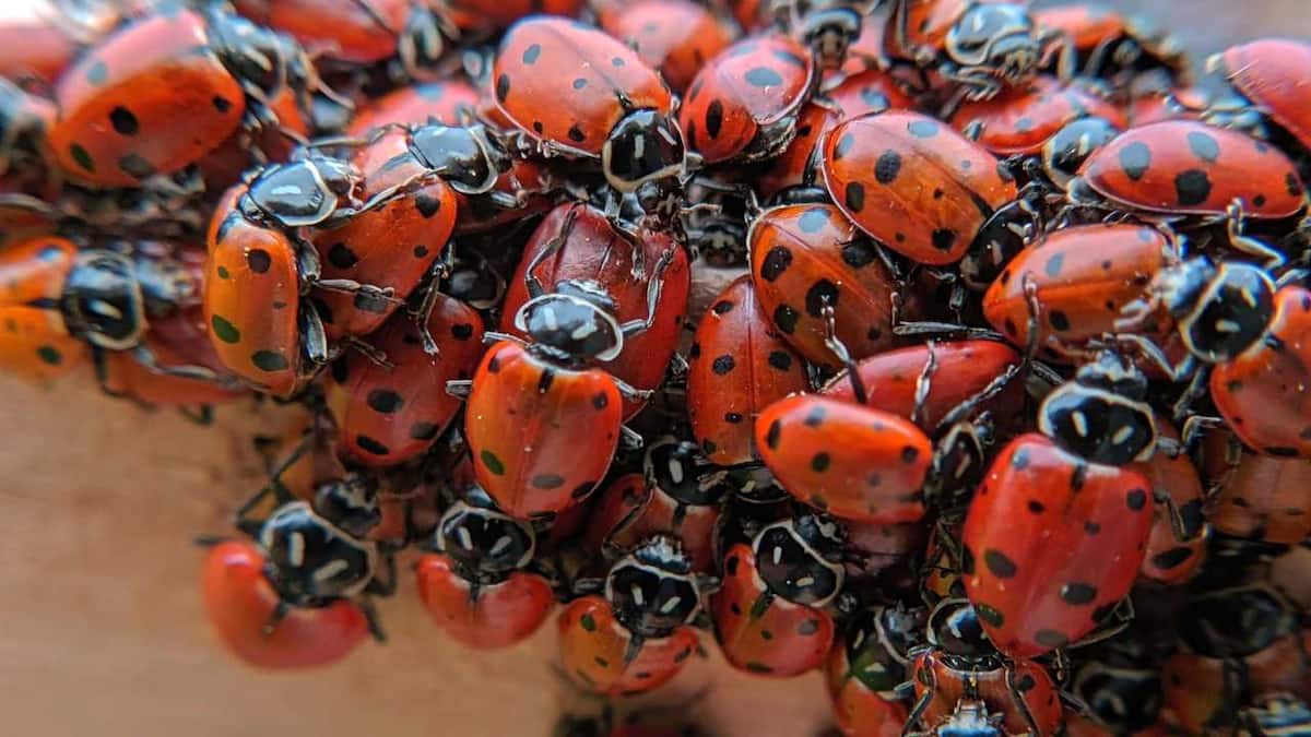 Ladybug swarm: Massive ladybug migration several kilometers wide picked ...