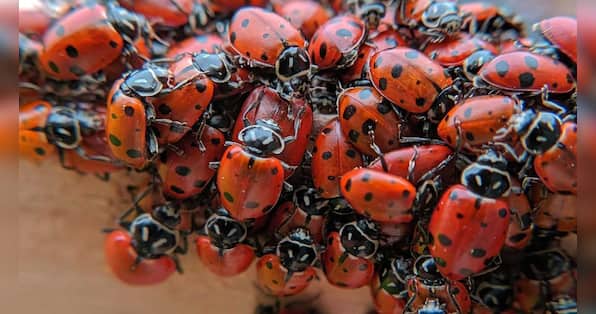 Ladybug swarm: Massive ladybug migration several kilometers wide picked ...