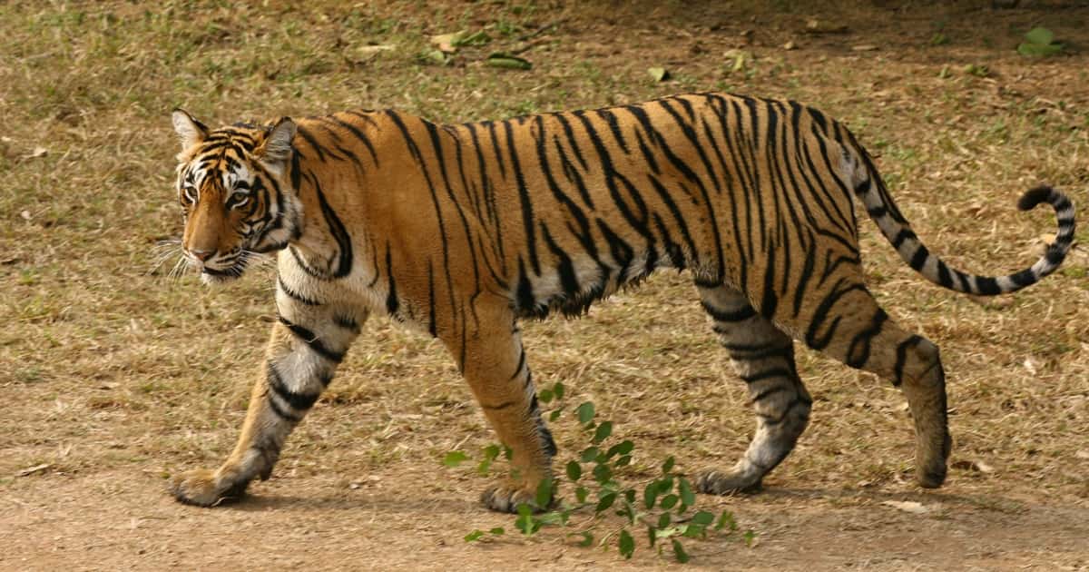 Rajaji National Park: In Uttarakhand, a tiger reserve is divided by ...