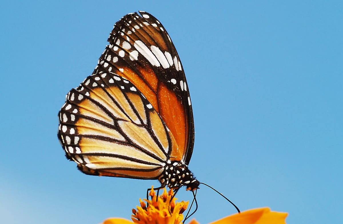 Insects disappearing in India as urbanisation and pollution wreak havoc ...