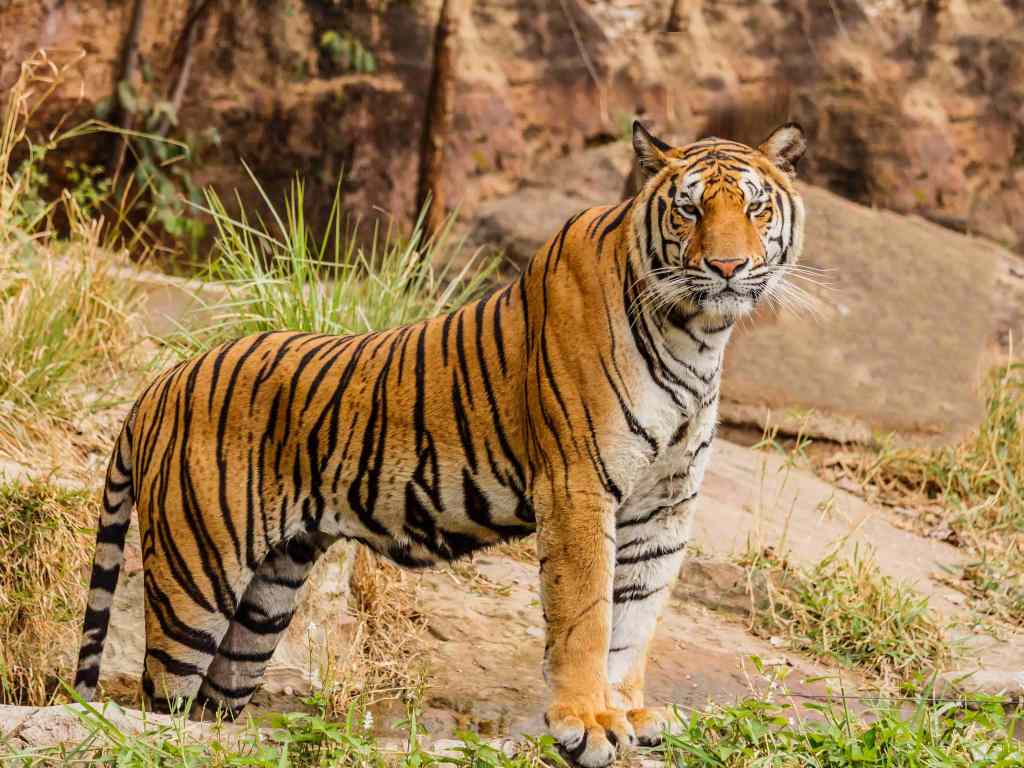 Young tiger traverses record distance of 1,300 km, across 7 districts ... Young tiger traverses record distance of 1,300 km, across 7 districts ...