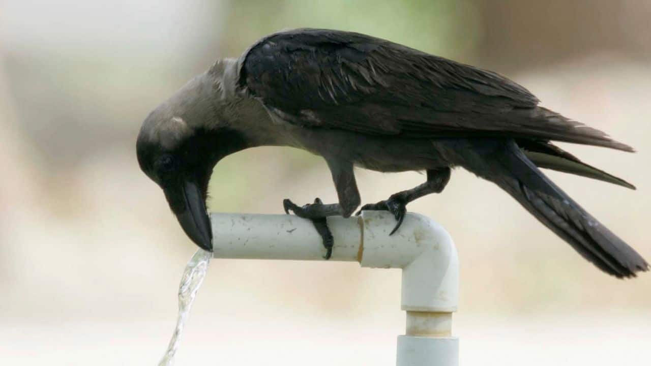 The intelligent crow: Like in Aesop's famous fable, bird understands ...