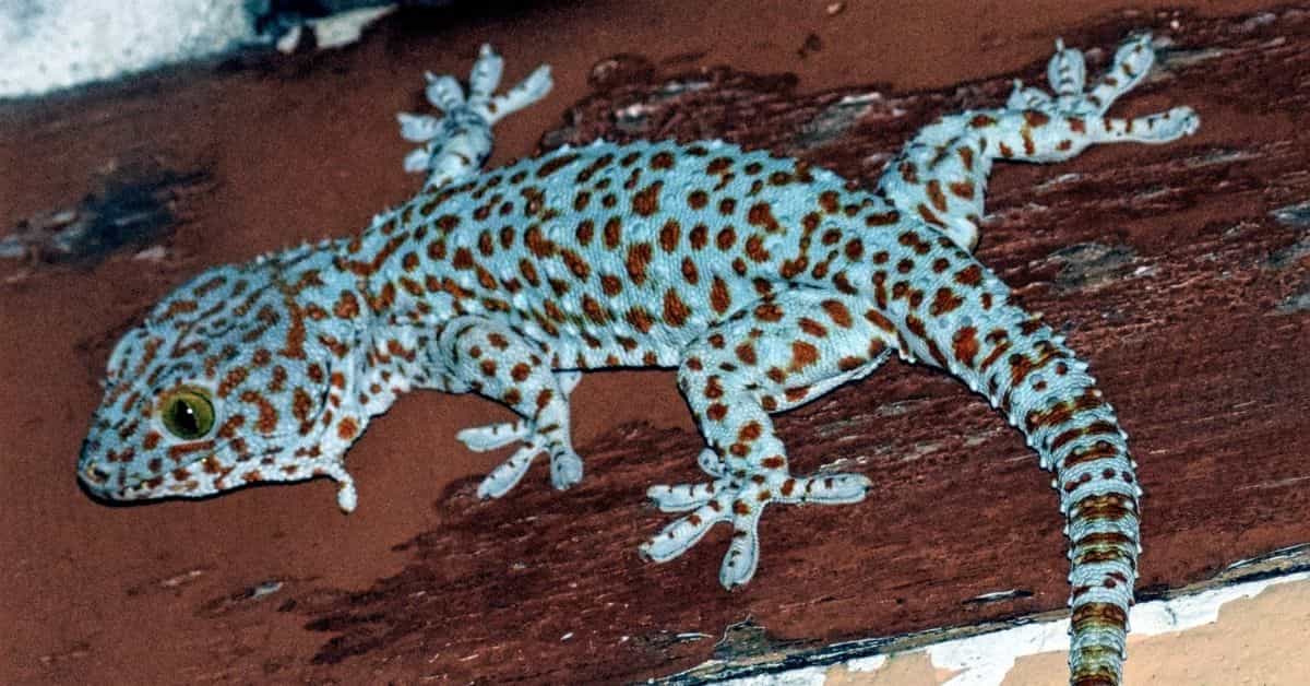 Tokay Gecko Price List