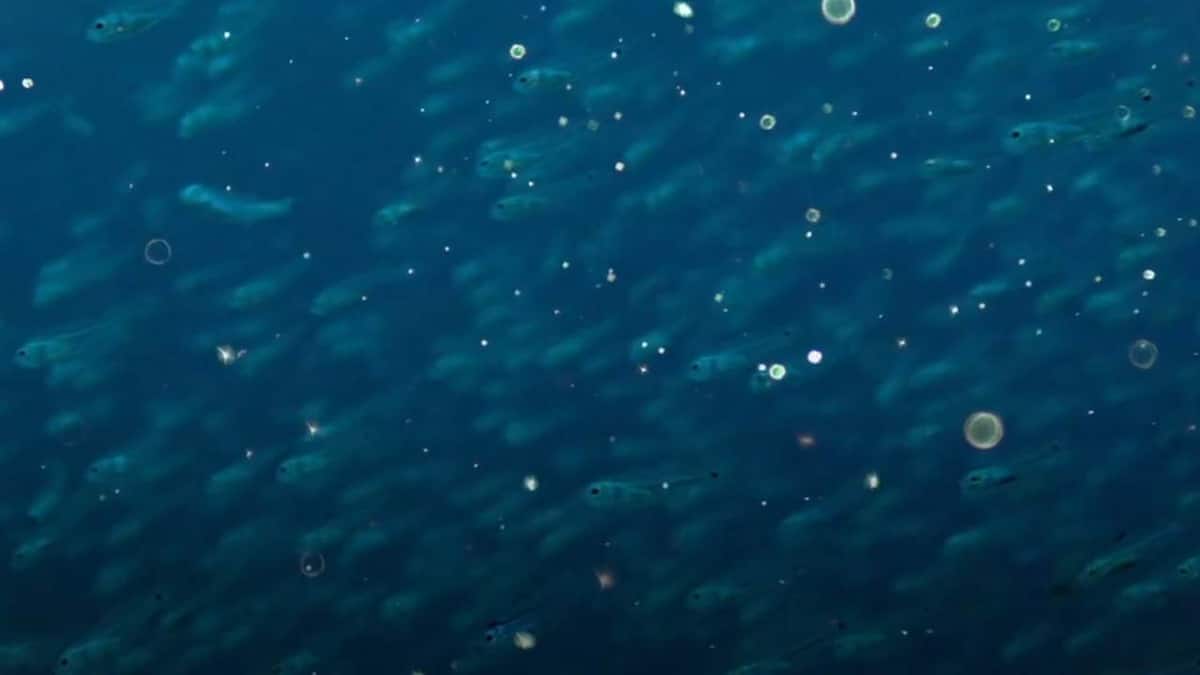 Around the world, 14 million tonnes of microplastics litter the ocean ...