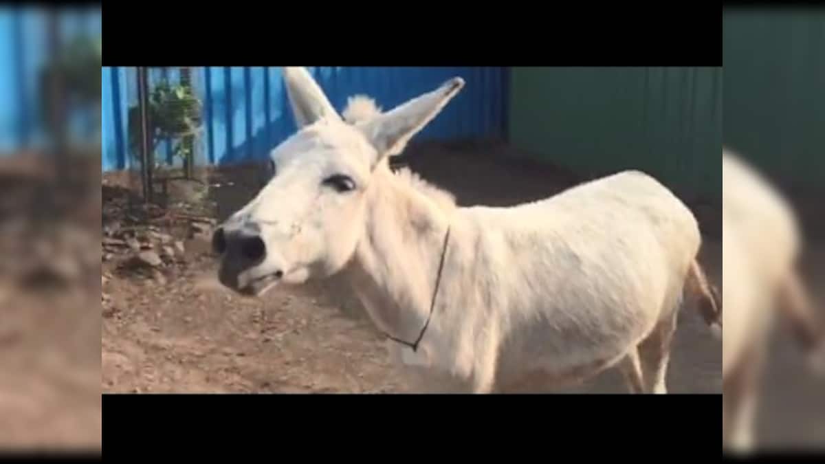 Donkey diva: Animal living at shelter in Pune becomes internet ...