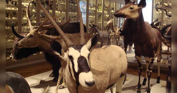 Animal, bird collections in museums mostly made of male specimens finds ...