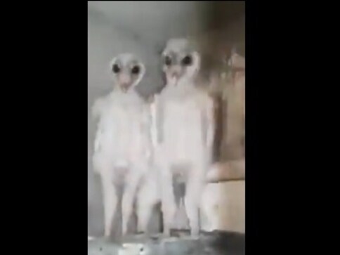 Man shares a viral video of baby owls looking like ‘aliens’ in his home ...