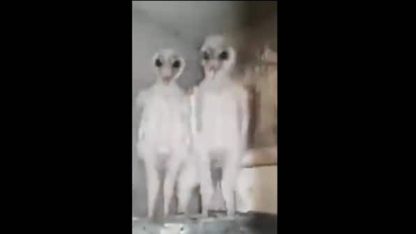 Man shares a viral video of baby owls looking like ‘aliens’ in his home ...