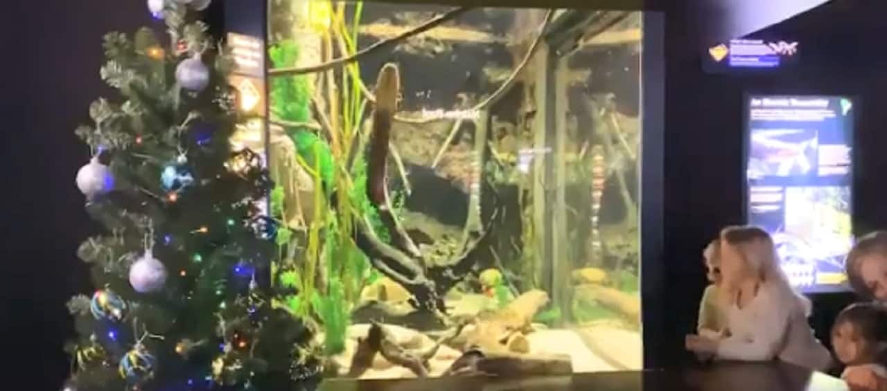 Twitter's 'resident eel' Miguel Mattson shocks everyone by powering ...