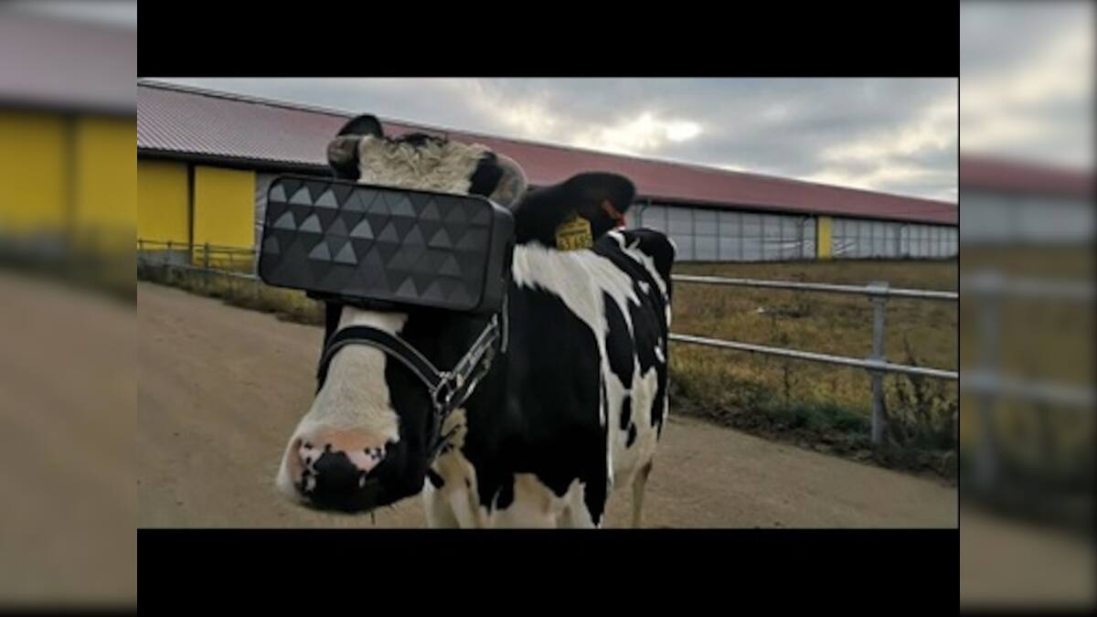 'Moo-tivational step for dairy farmers': In Russia, VR goggles tested ...