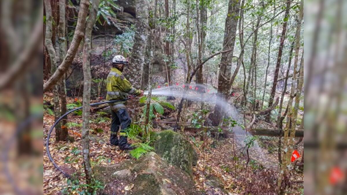 Prehistoric Wollemi pine trees, once considered extinct and ...