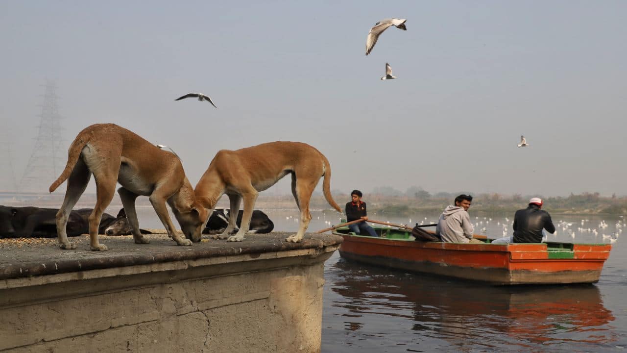 Dogs follow human cues even without training; could this be the key to ...