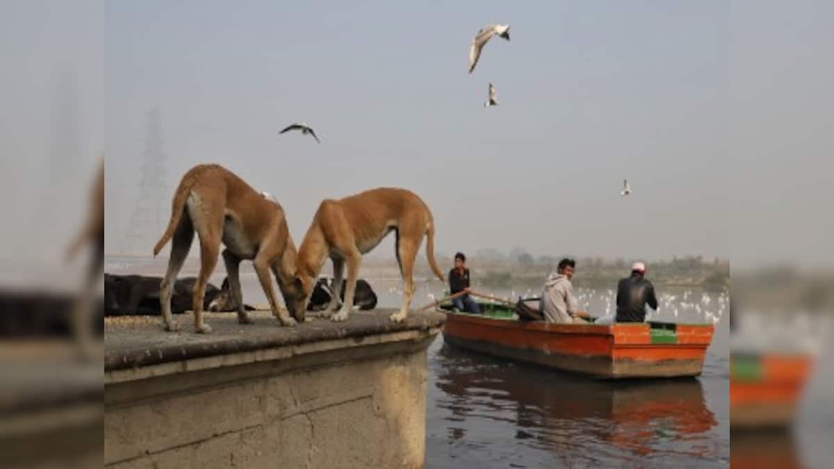 Dogs follow human cues even without training; could this be the key to ...