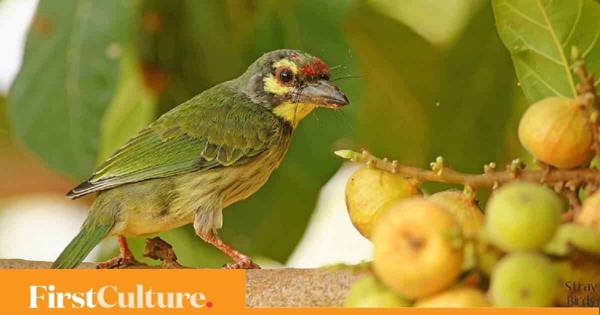 Anand Vishwanadha on his versatile poetry collection Stray Birds, and ...