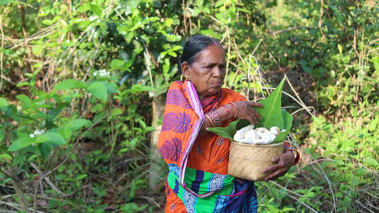 From flowers, fruits, yam and honey, Odisha's forest-dwelling tribal ...