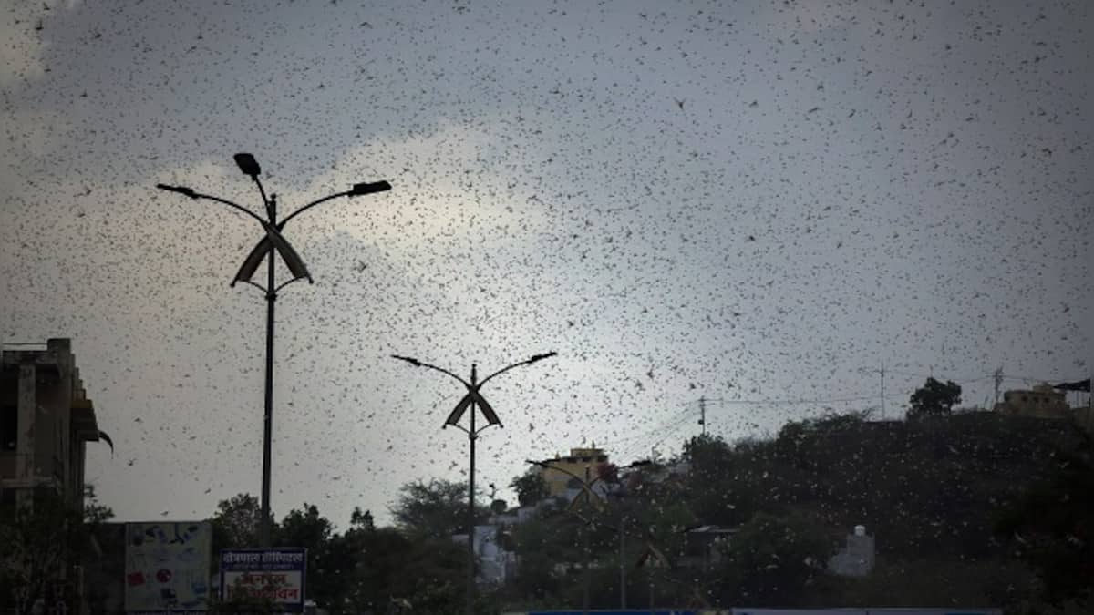 Uttar Pradesh directs 15 districts to remain vigilant after locust ...
