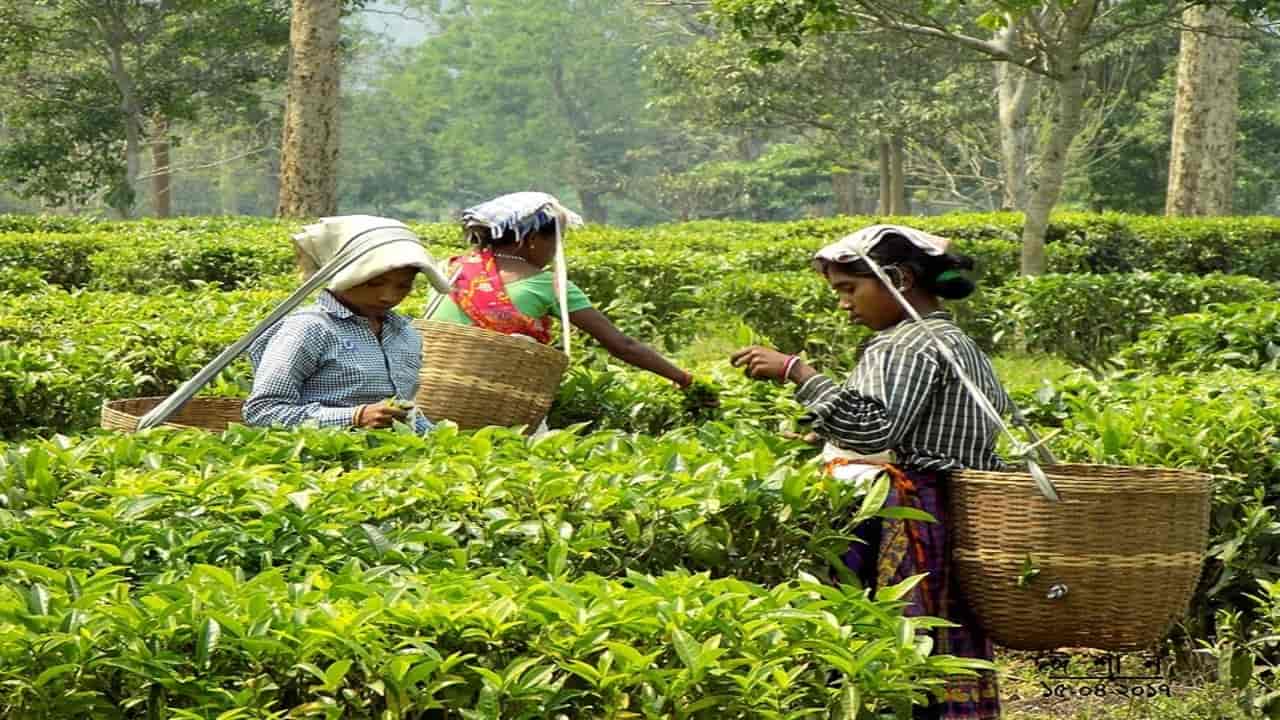 COVID-19 deepens existential crisis for Assam tea sector; stiff ...