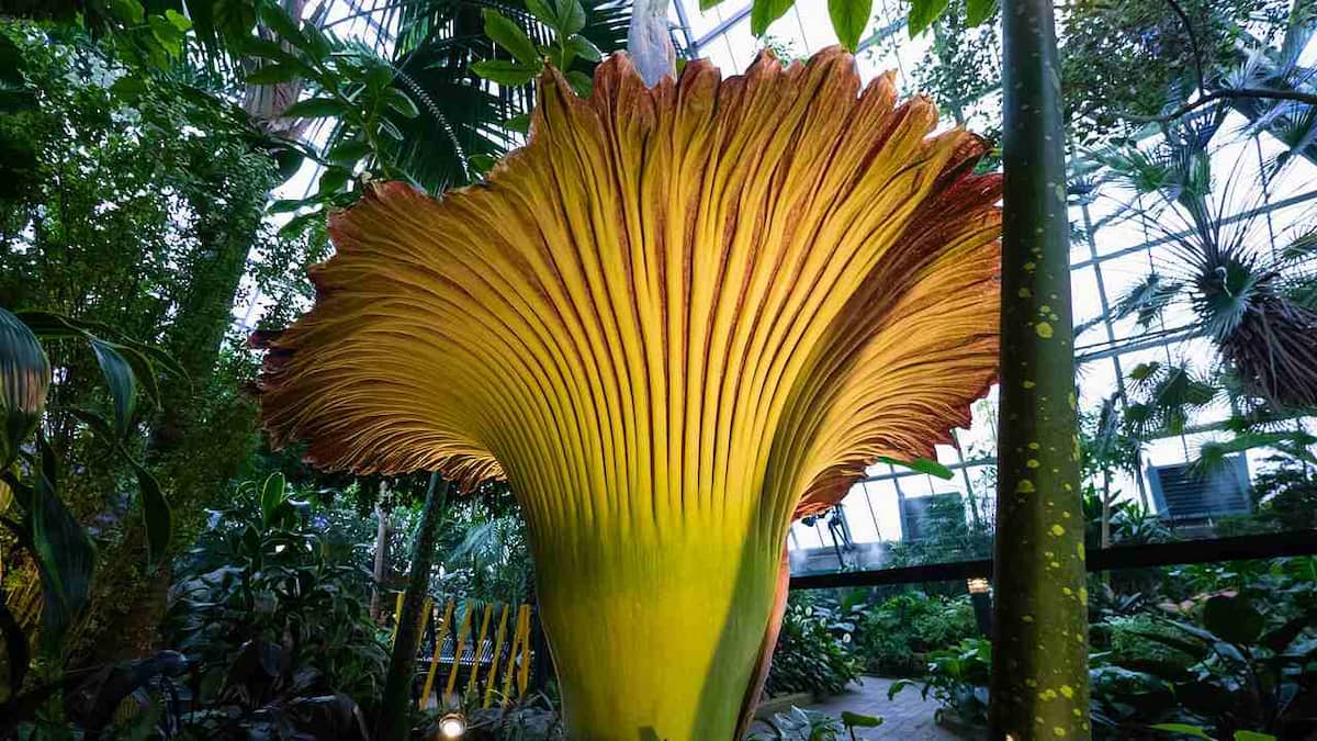 corm examples amorphophallus
