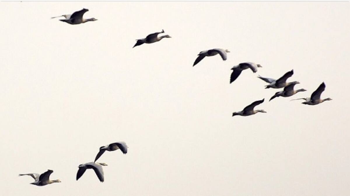 India's recent avian flu outbreak highlights environmental, animal ...