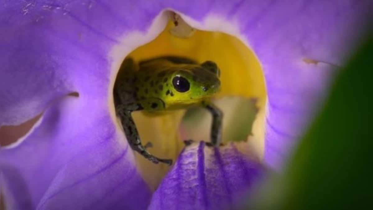 World Earth Day: With new technology, Netflix docu-series Life in ...
