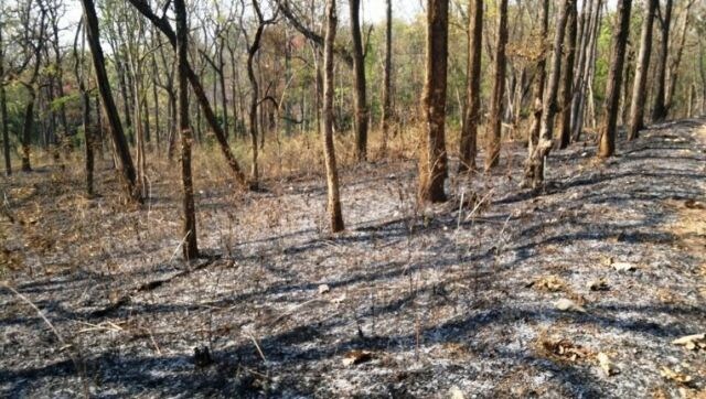 Jharkhand: State forest department begins tree conservation drive by ...
