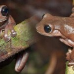 Images: Happy Chocolate Day! - Photos News , Firstpost