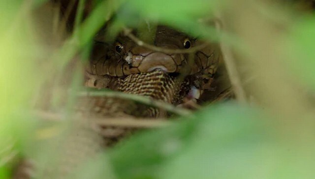IFS officer shares rare picture of King Cobra eating another snake ...
