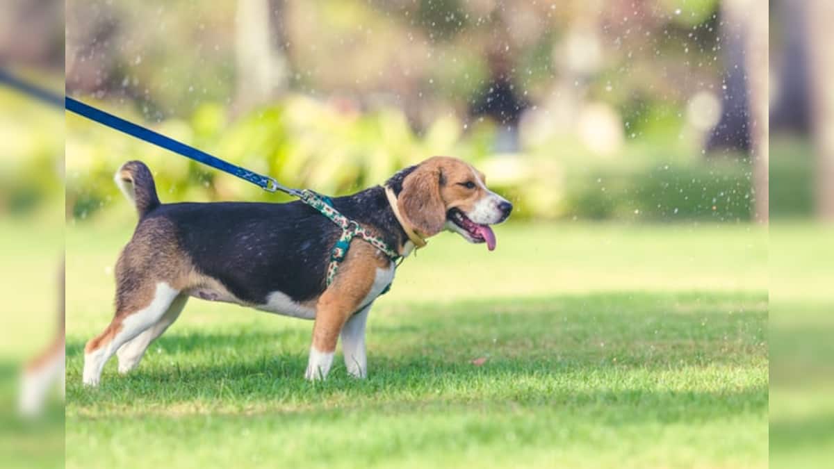 Viral Video Dog Joins Wedding Couple In Their Dance Watch What