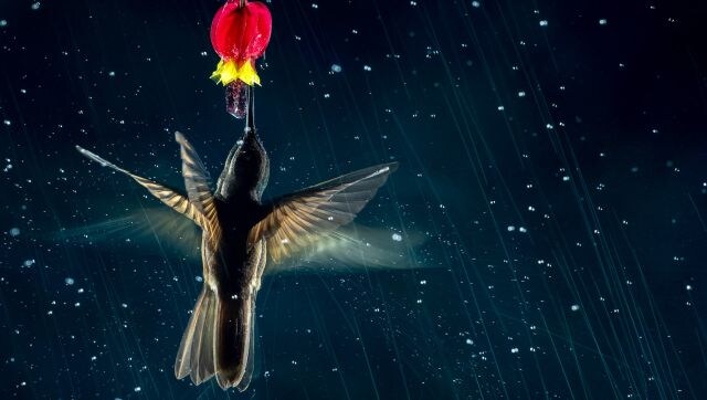 Bird Photographer of the Year contest: Snaps of staring owl, puzzled ...