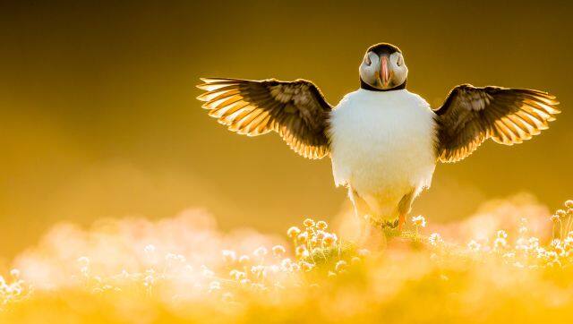 Bird Photographer of the Year contest: Snaps of staring owl, puzzled ...
