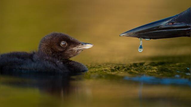 Bird Photographer of the Year contest: Snaps of staring owl, puzzled ...