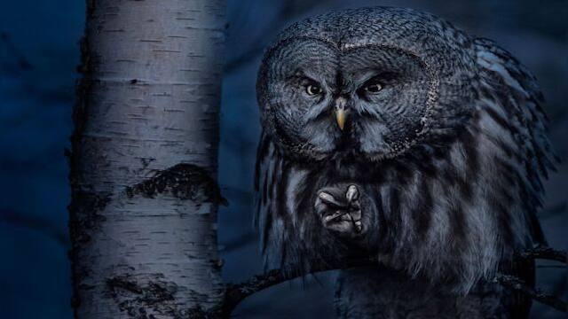 Bird Photographer of the Year contest: Snaps of staring owl, puzzled ...