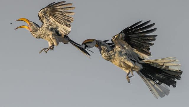 Bird Photographer of the Year contest: Snaps of staring owl, puzzled ...