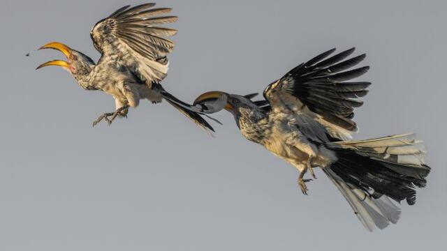 Bird Photographer of the Year contest: Snaps of staring owl, puzzled ...