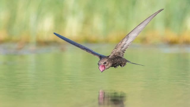 Bird Photographer of the Year contest: Snaps of staring owl, puzzled ...