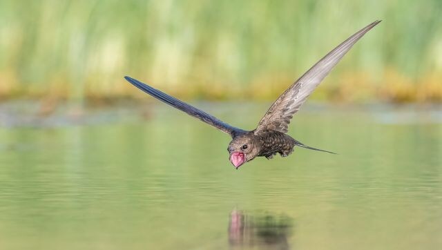 Bird Photographer of the Year contest: Snaps of staring owl, puzzled ...