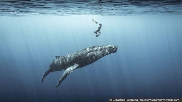 Winners of the Ocean Photography Awards dive into the amazingly ...
