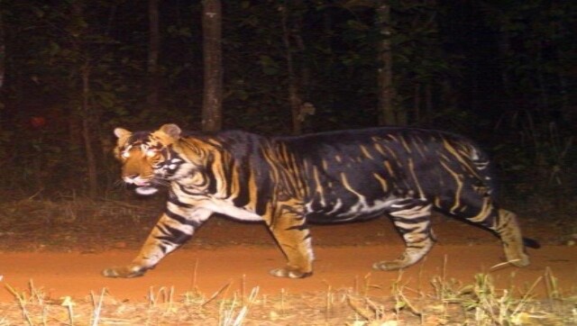 Odisha's ‘black tigers’ owe their appearance to genetic mutation ...