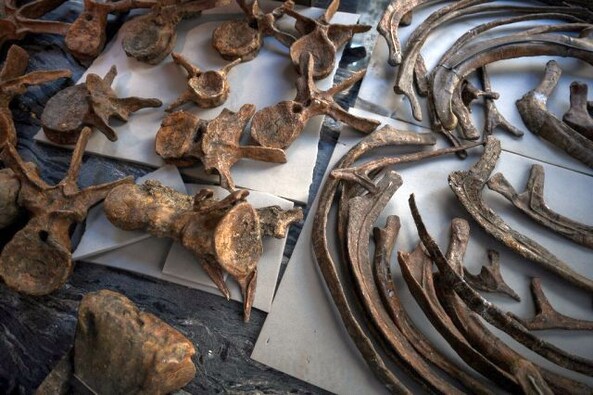 Big John, world's largest Triceratops fossil, to go under the hammer at ...