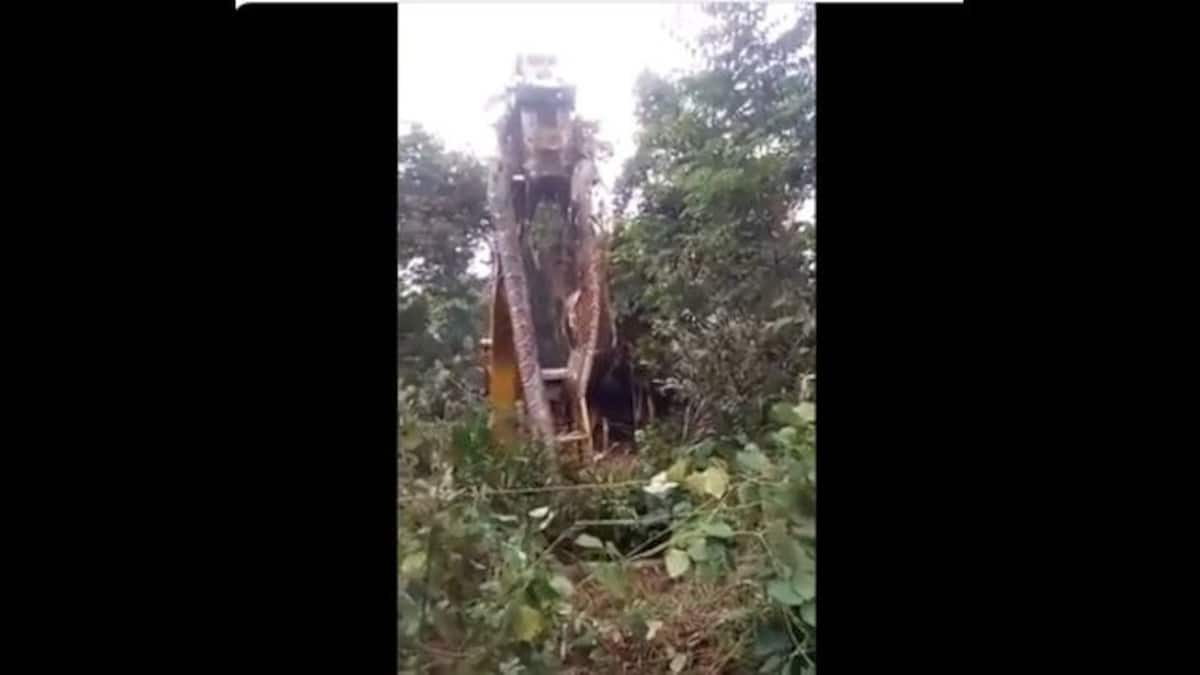 Jaw-dropping video shows massive snake being lifted by crane; clip goes ...