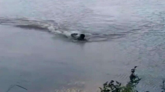 Watch: Man attacked by alligator after he goes for a swim into ...