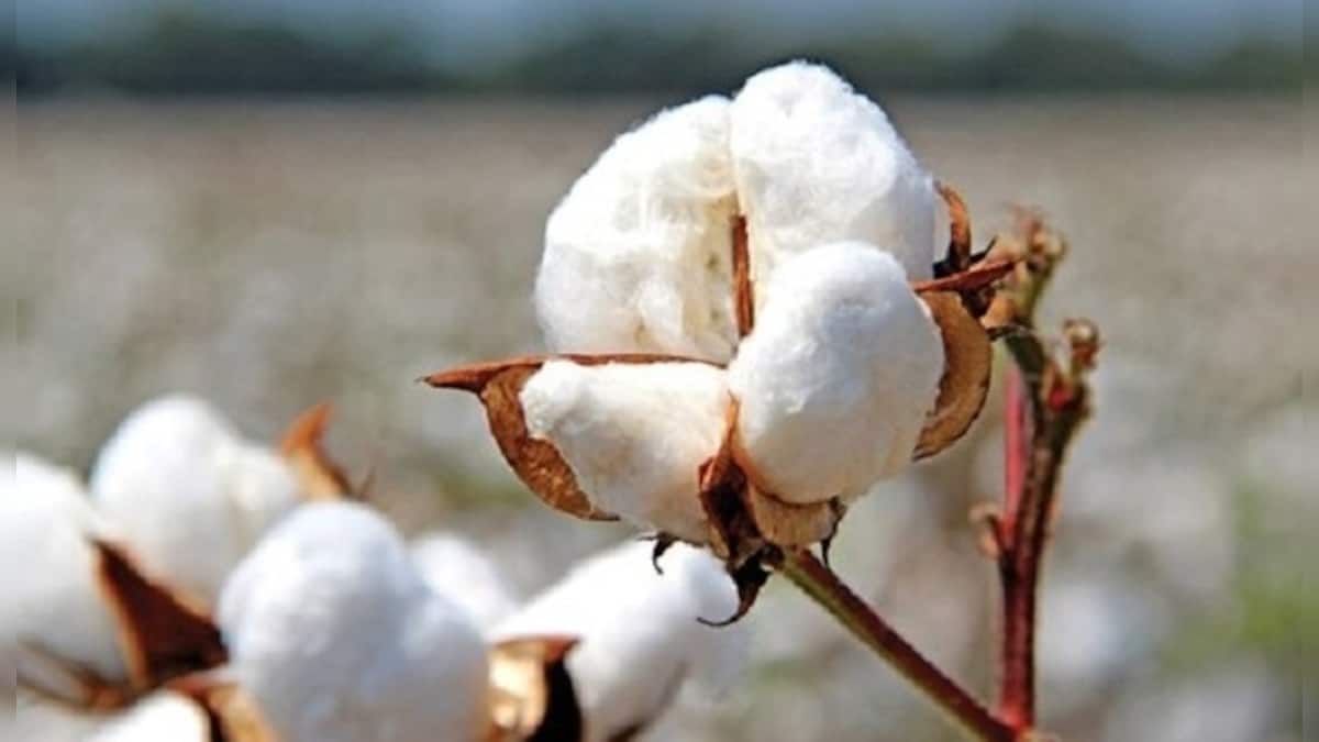 World Cotton Day 2022: All you need to know about history and ...