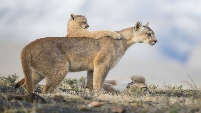 Fighting tigers, a limbless father holding his son, hunting pumas ...