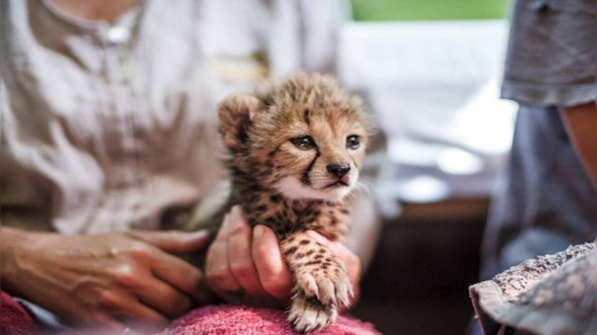 Saving cheetahs from going extinct, one cub at a time – Firstpost