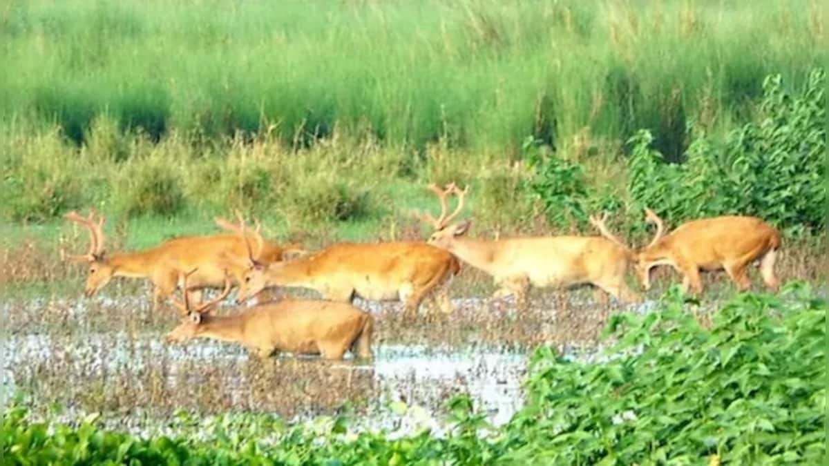 How the swamp deer managed to return from the brink of extinction ...