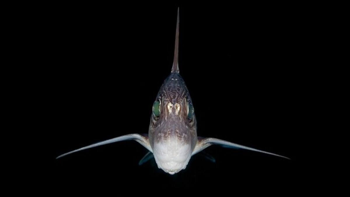 'Exciting find': New Zealand scientists discover rare ghost shark ...