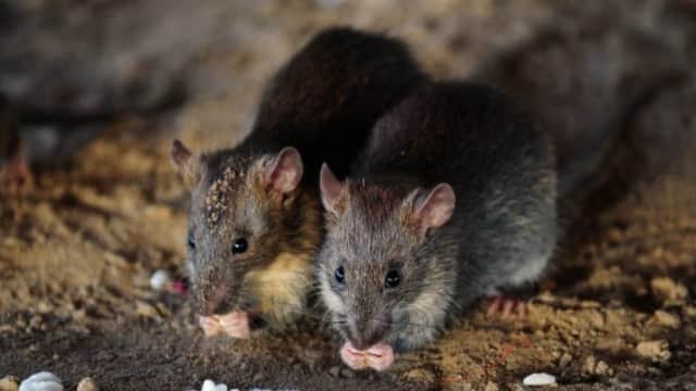 Lassa fever causes concern in the UK: All you need to know about the ...