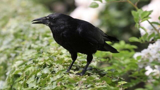 How crows are being trained to keep a Swedish town clean